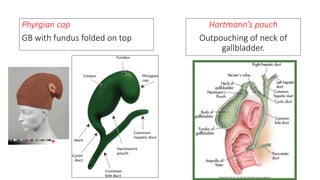 Development of liver, pancreas, spleen and extrahepatic biliary ...