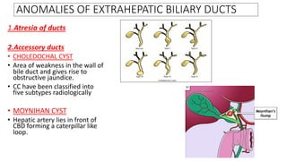Development of liver, pancreas, spleen and extrahepatic biliary ...