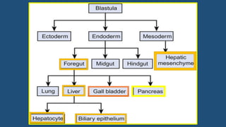 Development of liver, pancreas, spleen and extrahepatic biliary ...