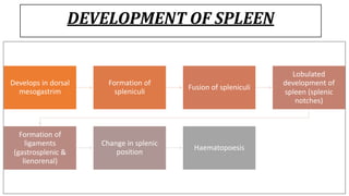 Development of liver, pancreas, spleen and extrahepatic biliary ...