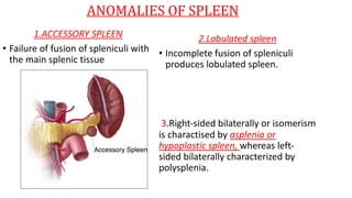 Development of liver, pancreas, spleen and extrahepatic biliary ...