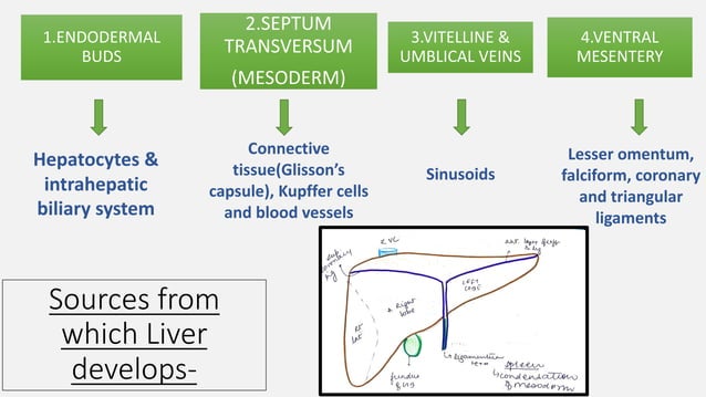 Development of liver, pancreas, spleen and extrahepatic biliary ...