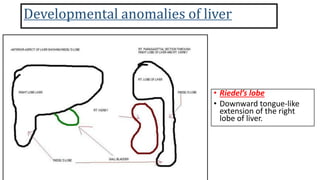 Development of liver, pancreas, spleen and extrahepatic biliary ...