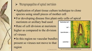 Developing deisease free plant stock in tissue culture | PPTX