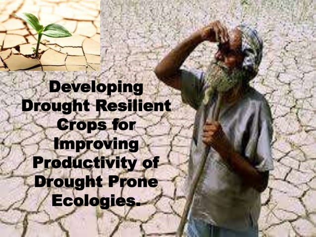Developing drought resilient crops for improving productivity of ...