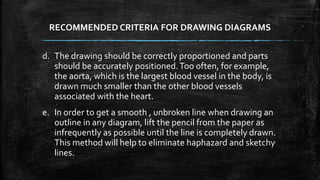 Developing your drawing skills | PDF | Drawing and Sketching | Arts and ...