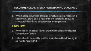 Developing your drawing skills | PDF | Drawing and Sketching | Arts and ...