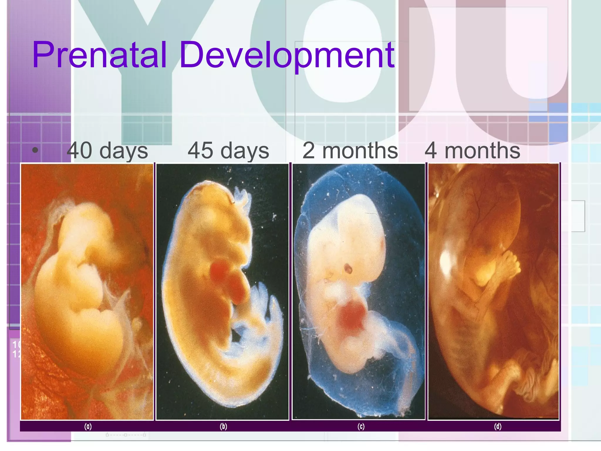 Development | PPT