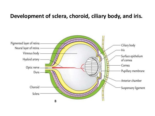 Development Of Eye by Tauqeer Ahmad