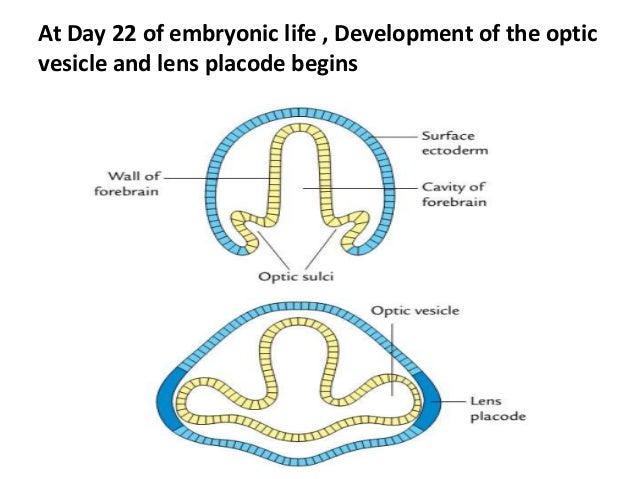 Development Of Eye by Tauqeer Ahmad