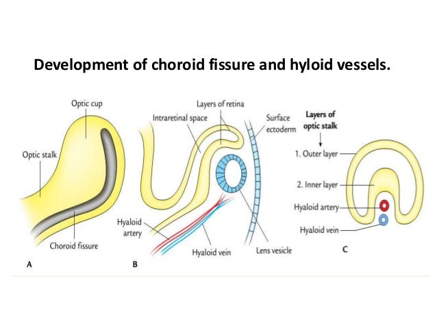 Development Of Eye by Tauqeer Ahmad