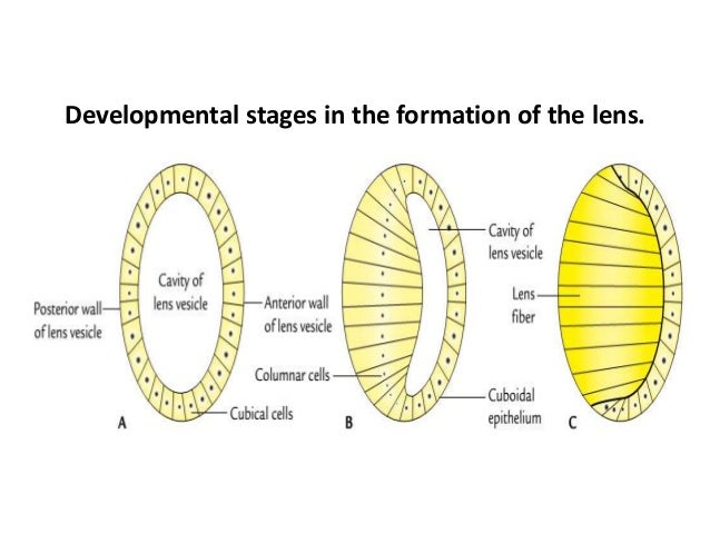 Development Of Eye by Tauqeer Ahmad