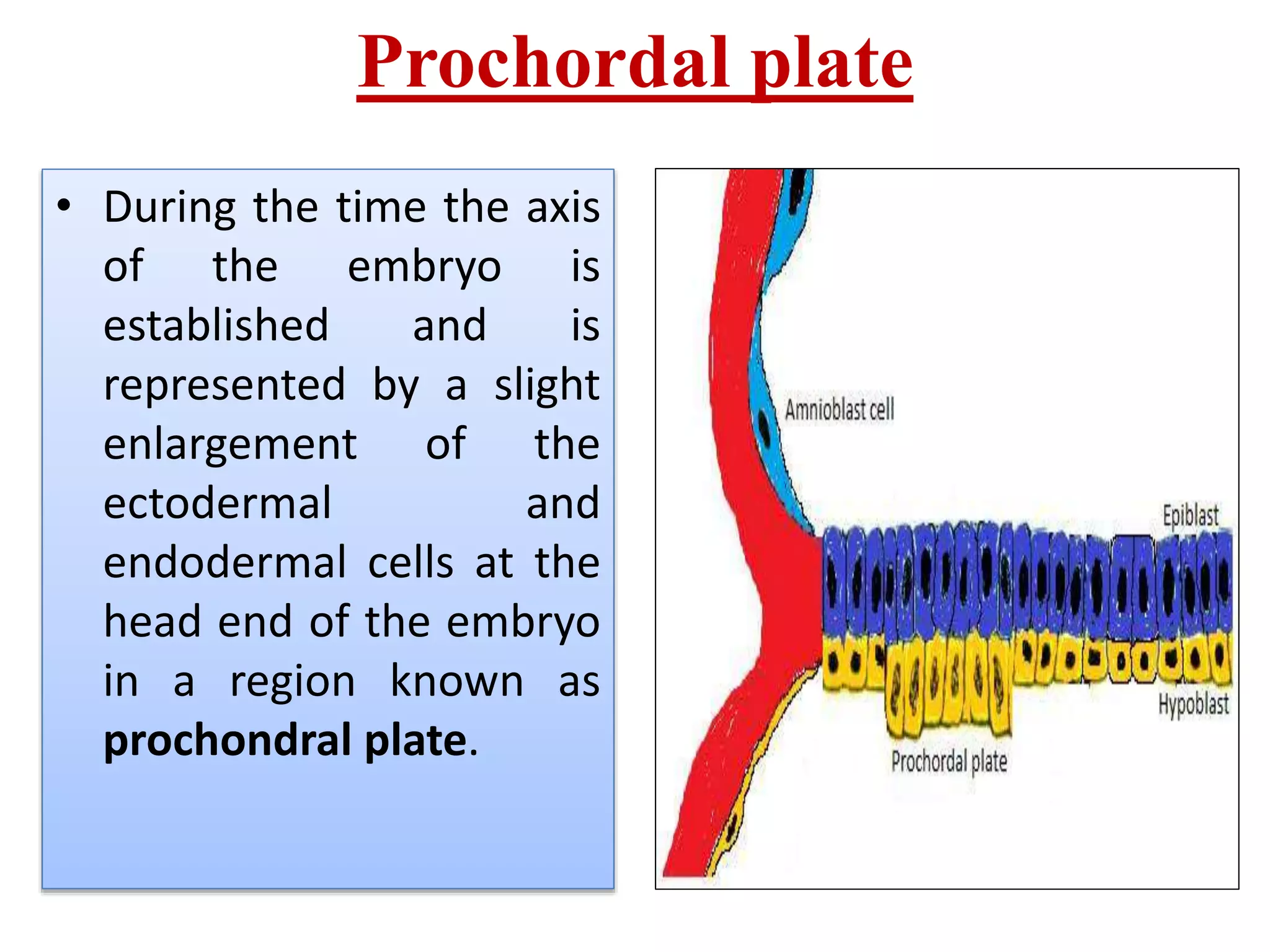 Development of face, palate and jaw | PPTX