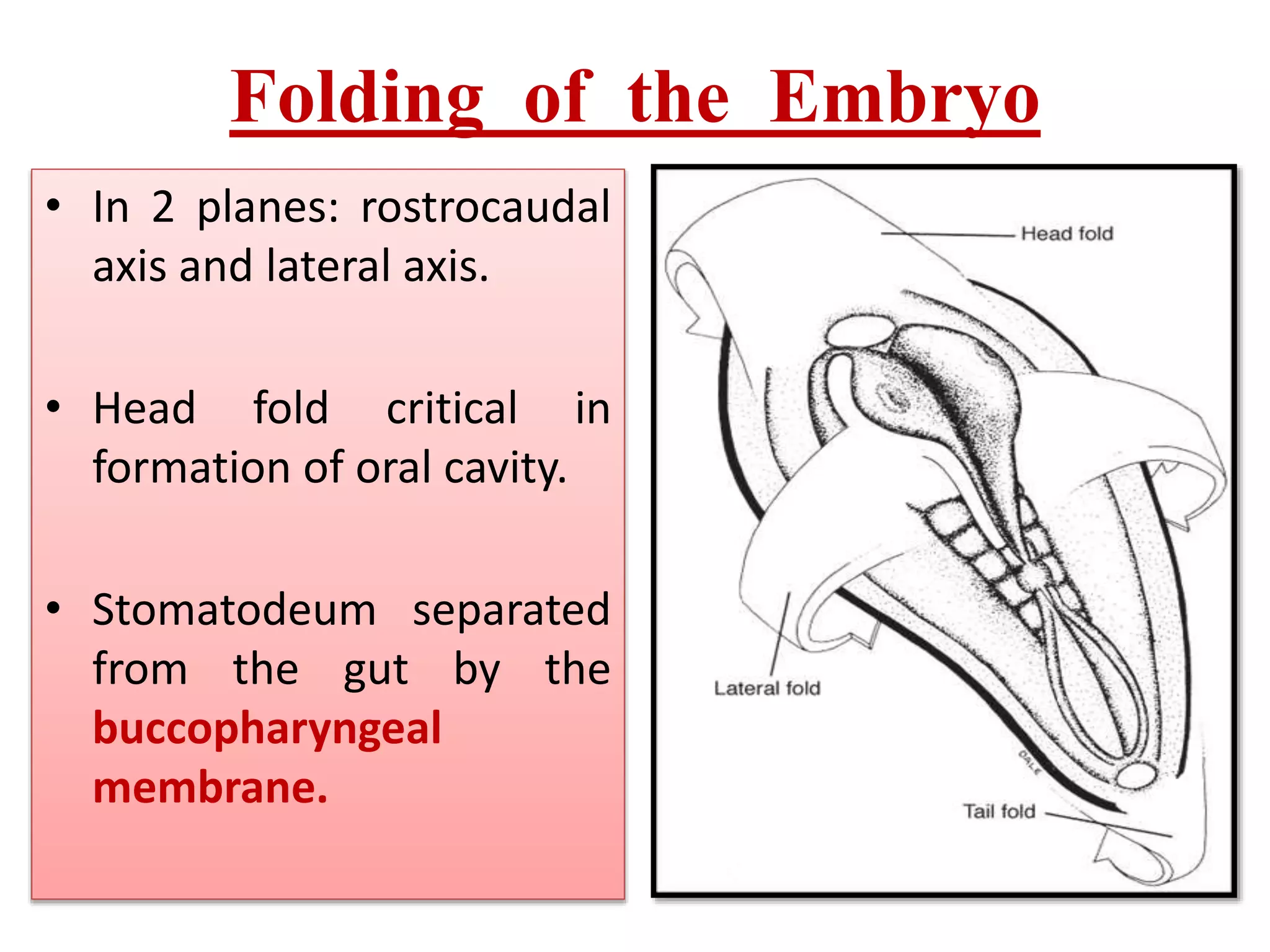Development of face, palate and jaw | PPTX