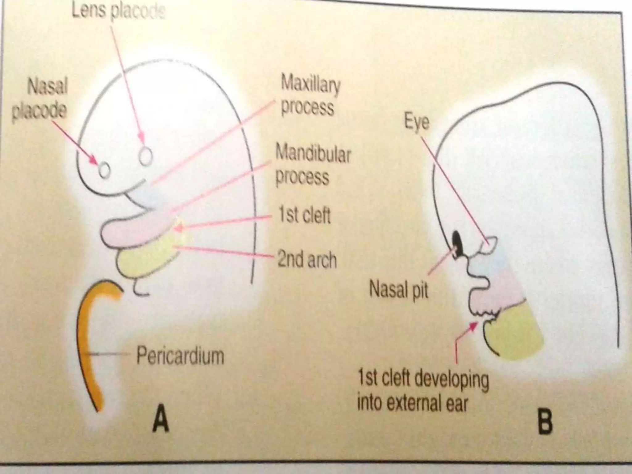 Development of face, palate and jaw | PPTX | Biological Sciences | Science