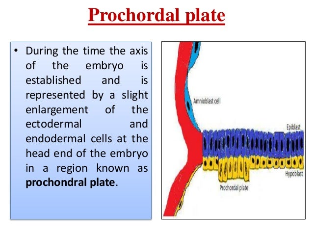 Prechordal Plate