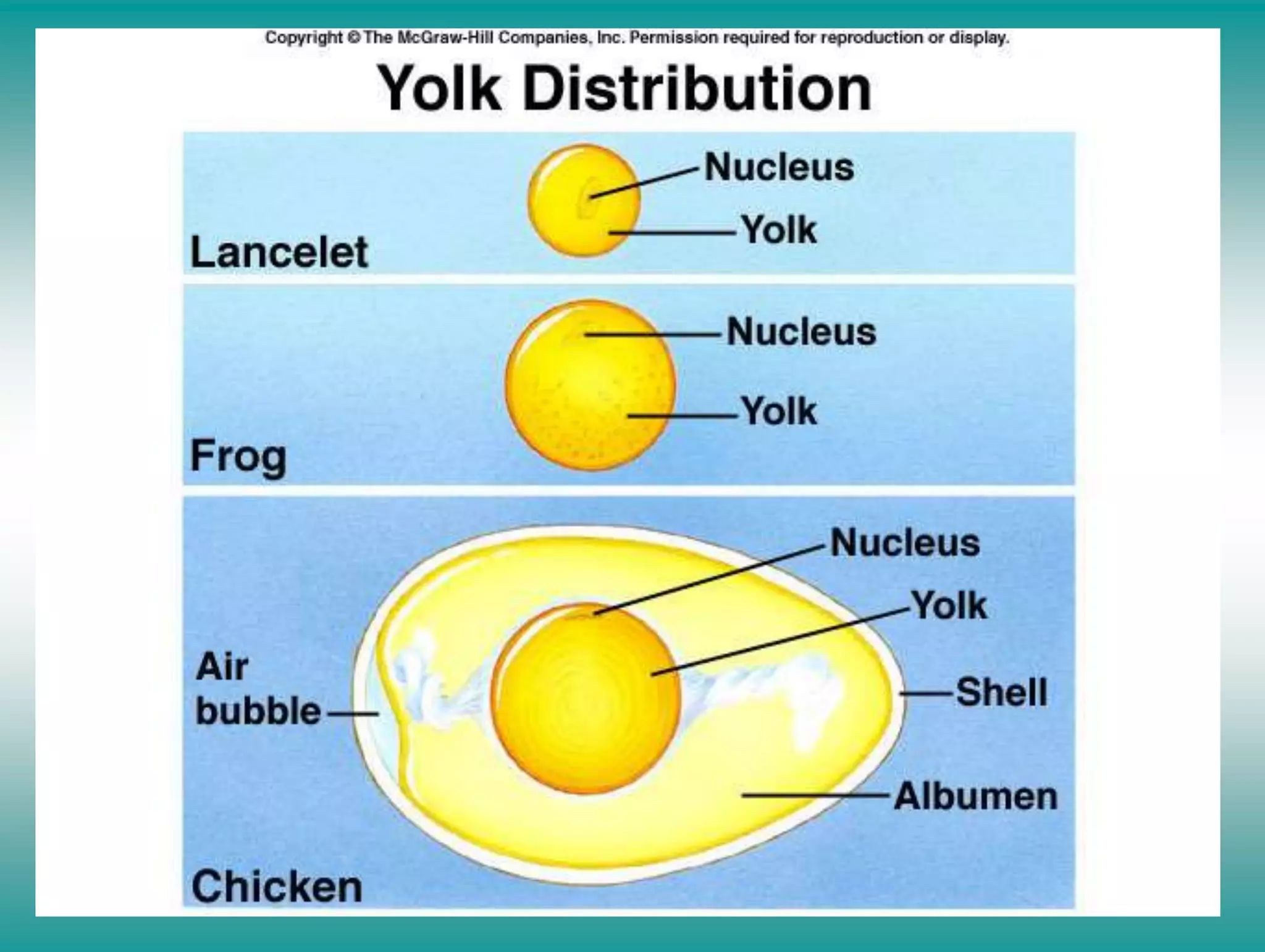 Vertebrate Development | PPT