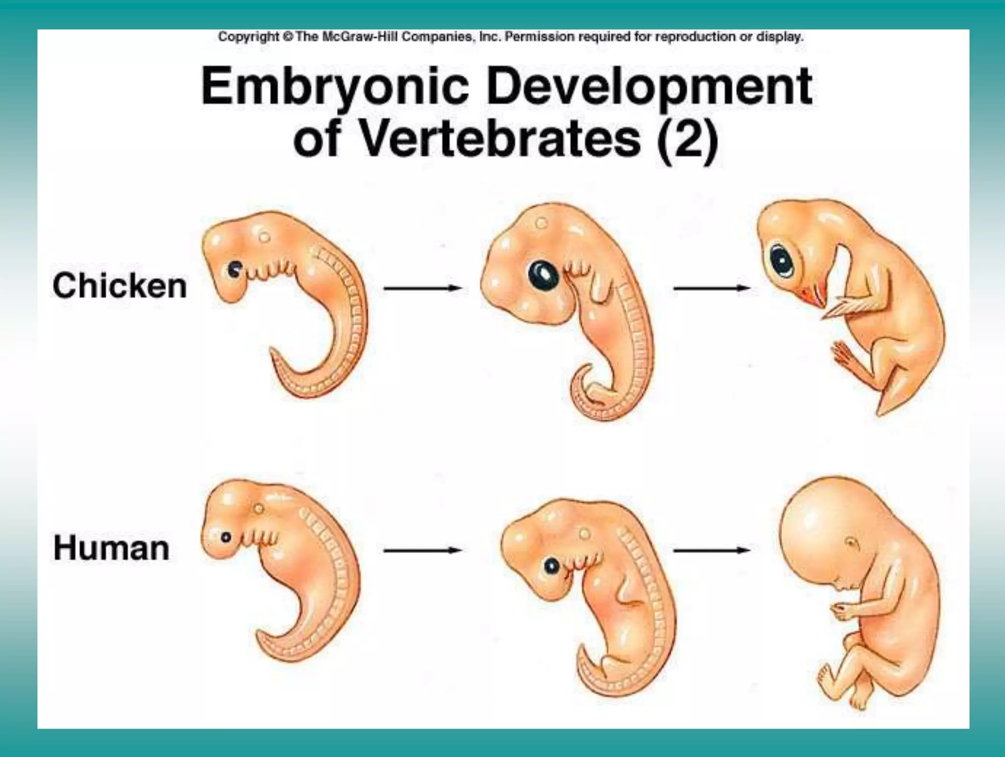 Vertebrate Development | PPT