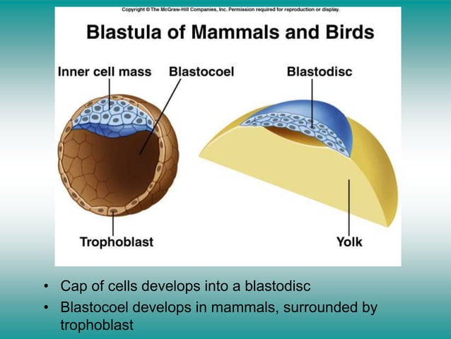Vertebrate Development | PPT | Biological Sciences | Science