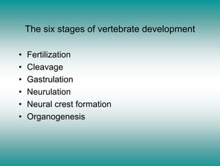 Vertebrate Development | PPT