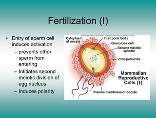 Vertebrate Development | PPT