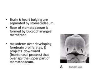 Development-of-the-face-and-the-palate.pdf