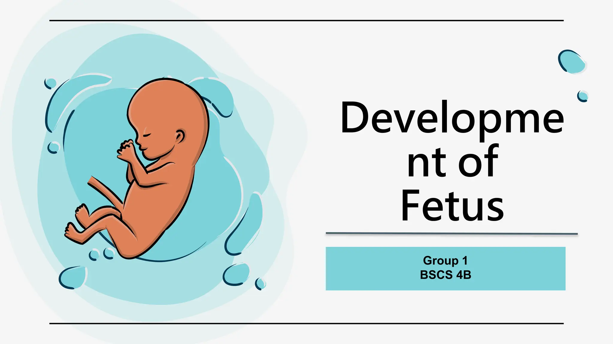 THE DEVELOPMENT OF FETUS HOW DOES FETUS DEVELOP? | PPT
