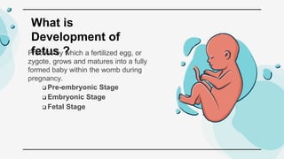 THE DEVELOPMENT OF FETUS HOW DOES FETUS DEVELOP? | PPT