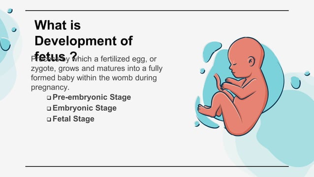 THE DEVELOPMENT OF FETUS HOW DOES FETUS DEVELOP? | PPT
