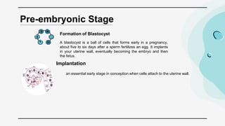 THE DEVELOPMENT OF FETUS HOW DOES FETUS DEVELOP? | PPT