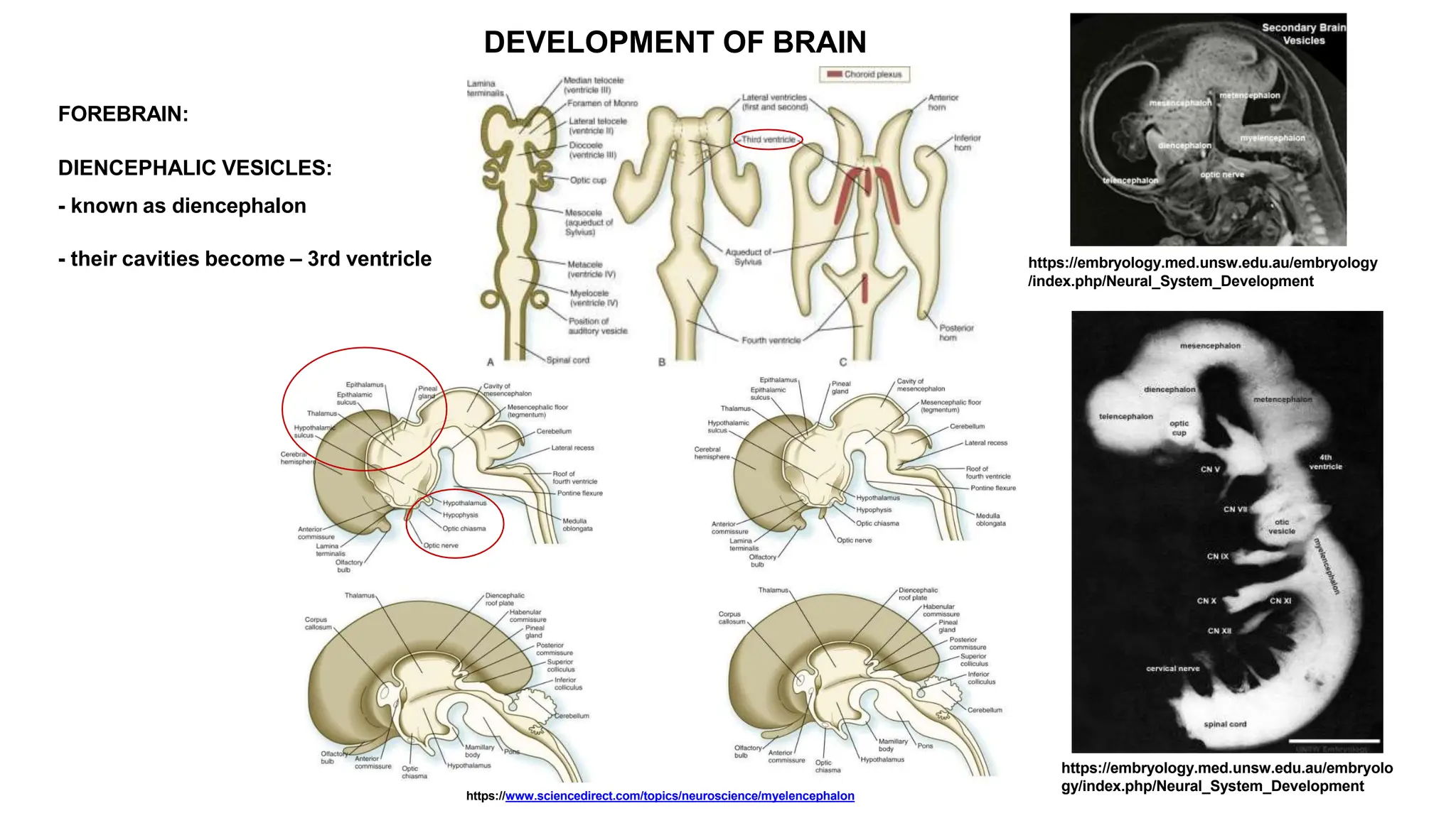 DEVELOPMENT-OF-NERVOUS-SYSTEM.pptx v. . | PPTX