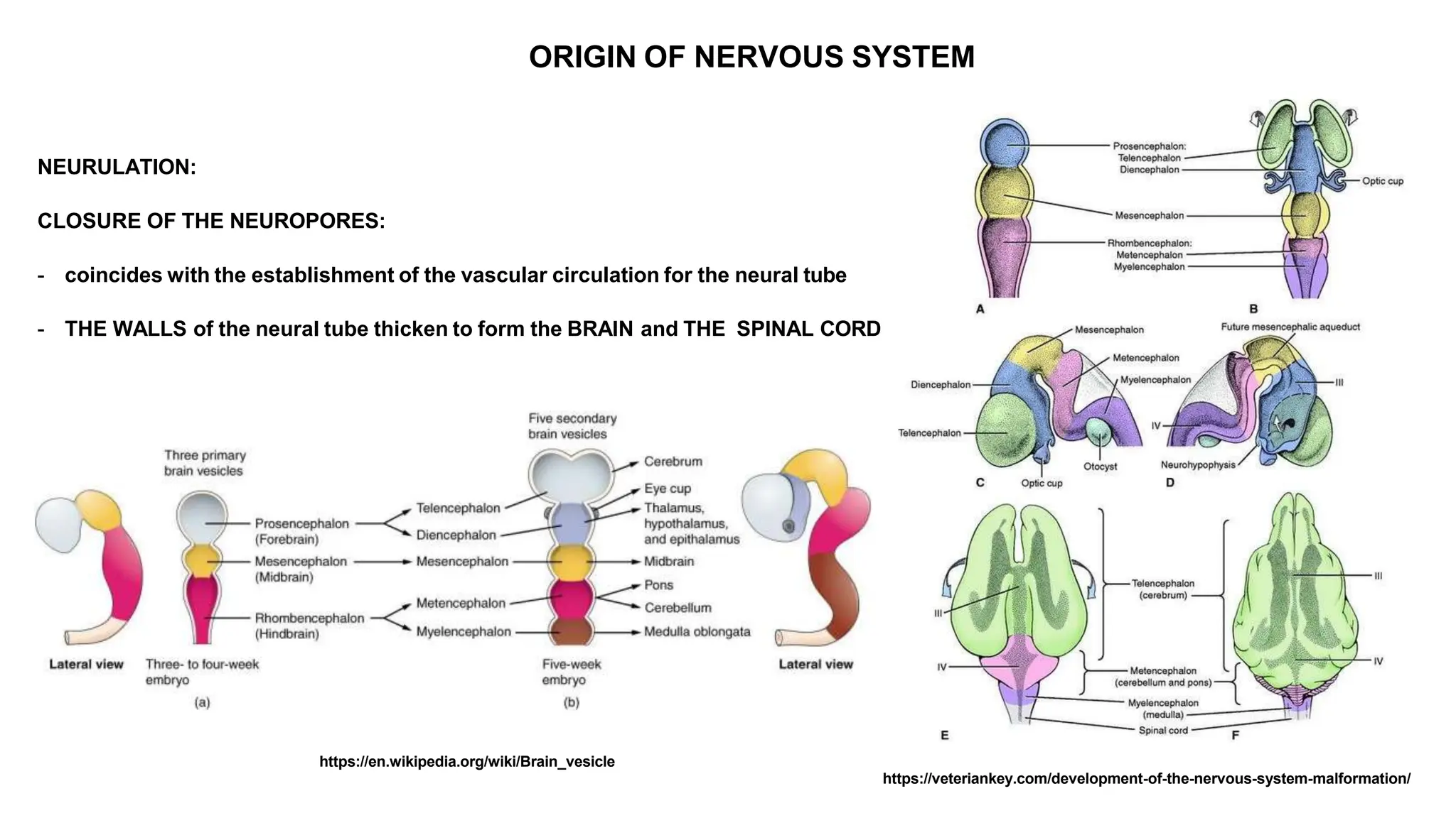 DEVELOPMENT-OF-NERVOUS-SYSTEM.pptx v. . | PPTX