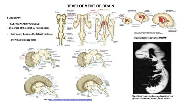 DEVELOPMENT-OF-NERVOUS-SYSTEM.pptx v. . | PPTX