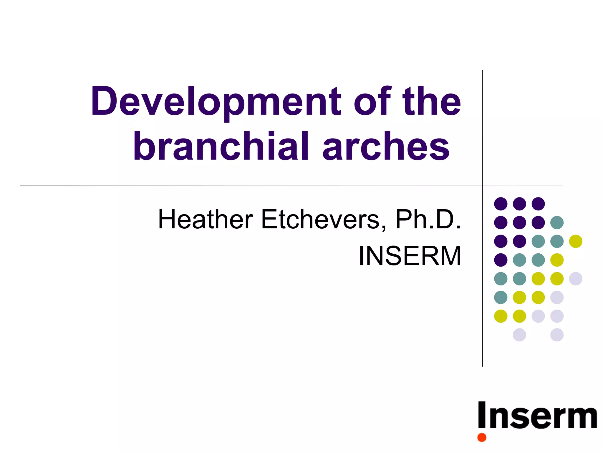 Development Of The Branchial Arches | PPT