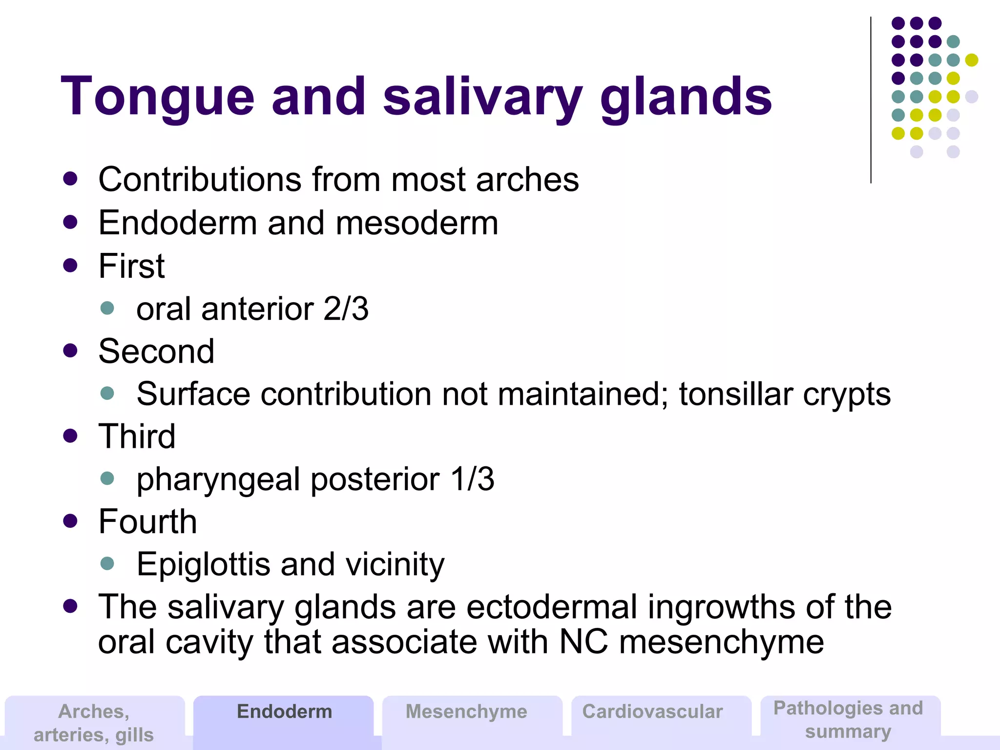 Development Of The Branchial Arches | PPT