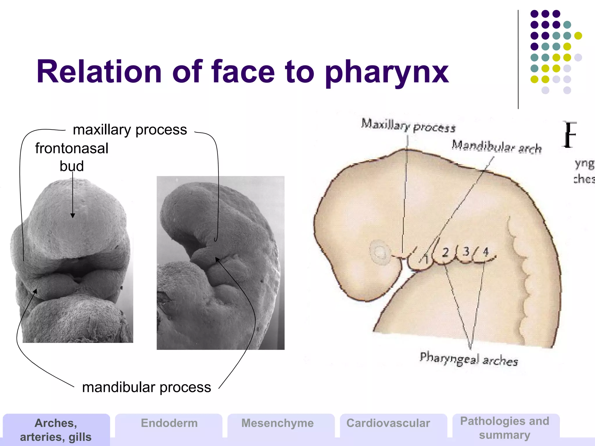 Development Of The Branchial Arches | PPT