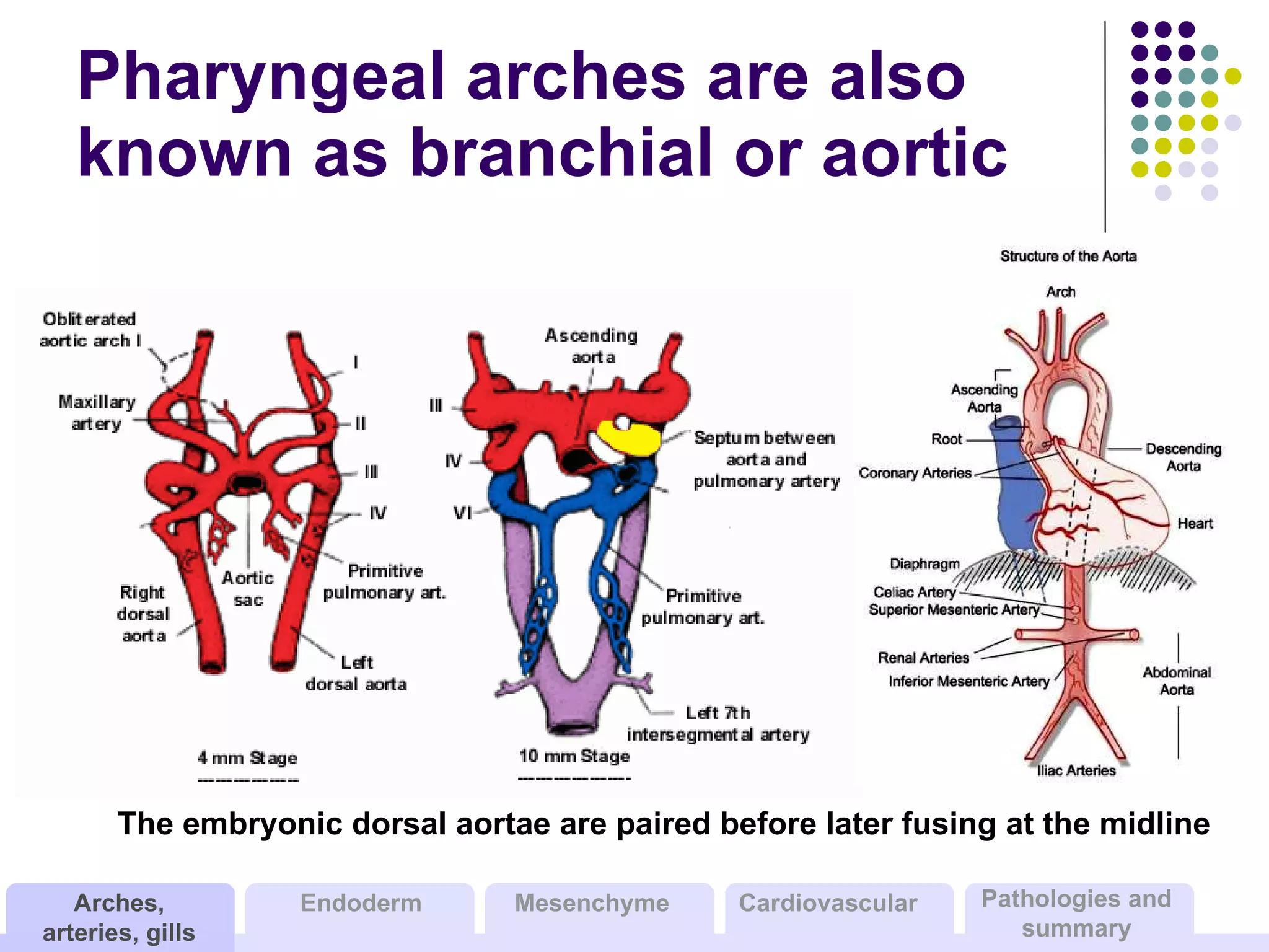 Development Of The Branchial Arches | PPT