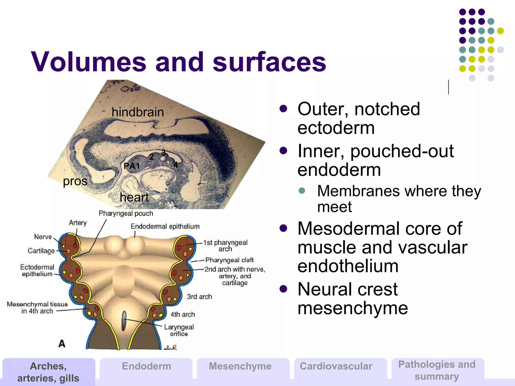 Development Of The Branchial Arches | PPT