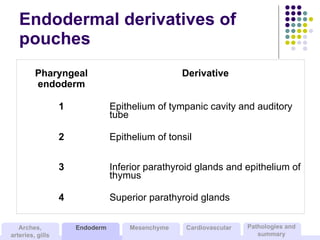 Development Of The Branchial Arches | PPT