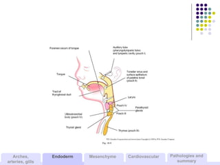 Development Of The Branchial Arches | PPT