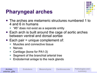 Development Of The Branchial Arches | PPT