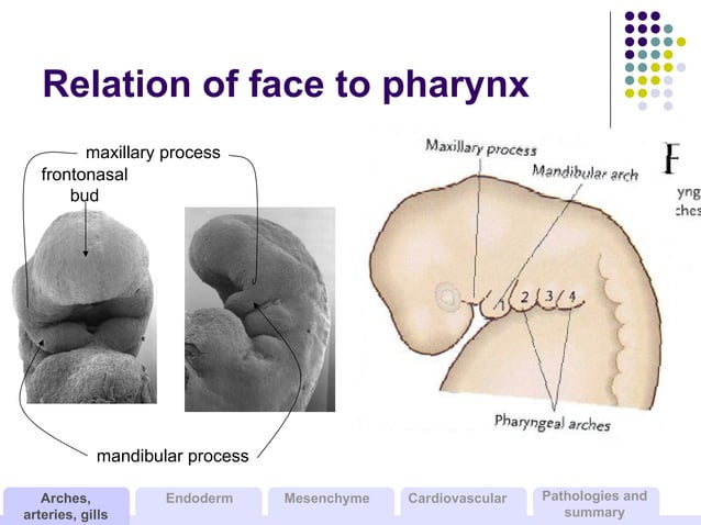 Development Of The Branchial Arches