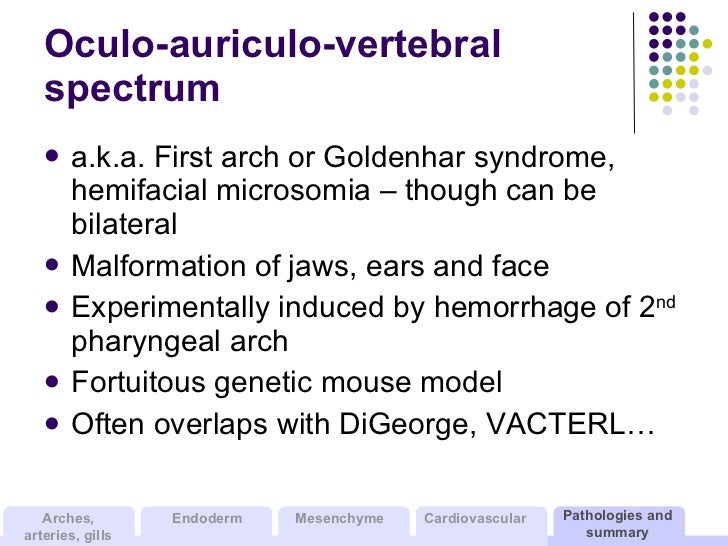 Development Of The Branchial Arches