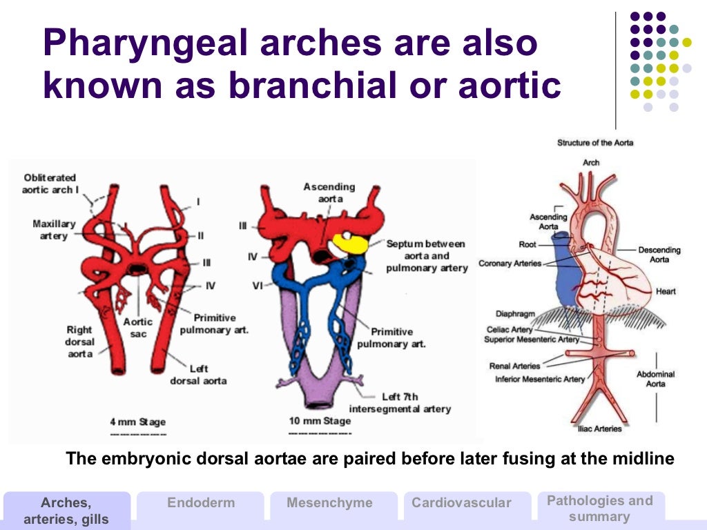 Development Of The Branchial Arches