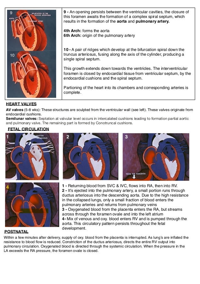 Embryology Of Heart