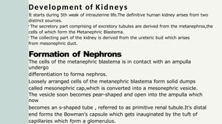 Developmen of Kidney:shhedhv3vhwuauvwv4hwjwgrcegwjs | PPT