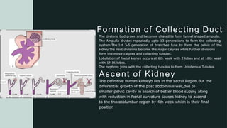 Developmen of Kidney:shhedhv3vhwuauvwv4hwjwgrcegwjs | PPTX