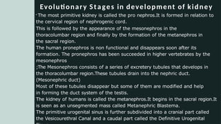 Development%20of%20Kidney.pptxjehegegwvwv3h3jehwwhve | PPTX
