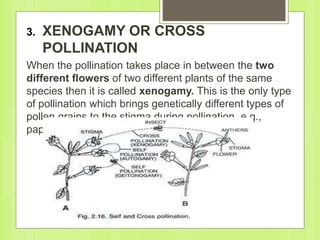 Developmental.ppt | Beekeeping | Hobbies & Interests
