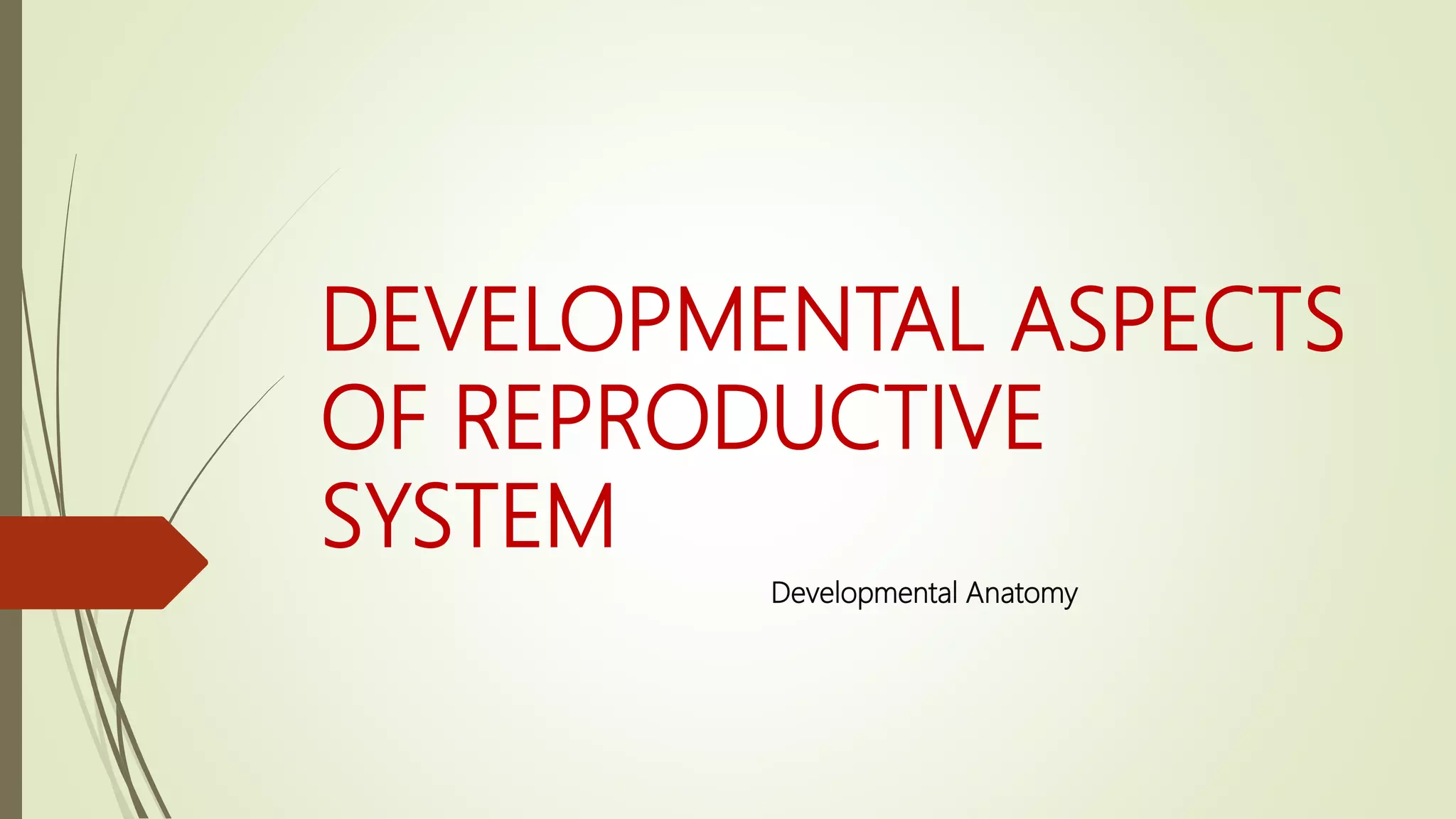 Developmental (Embryological) Aspects of Reproductive System | PPTX